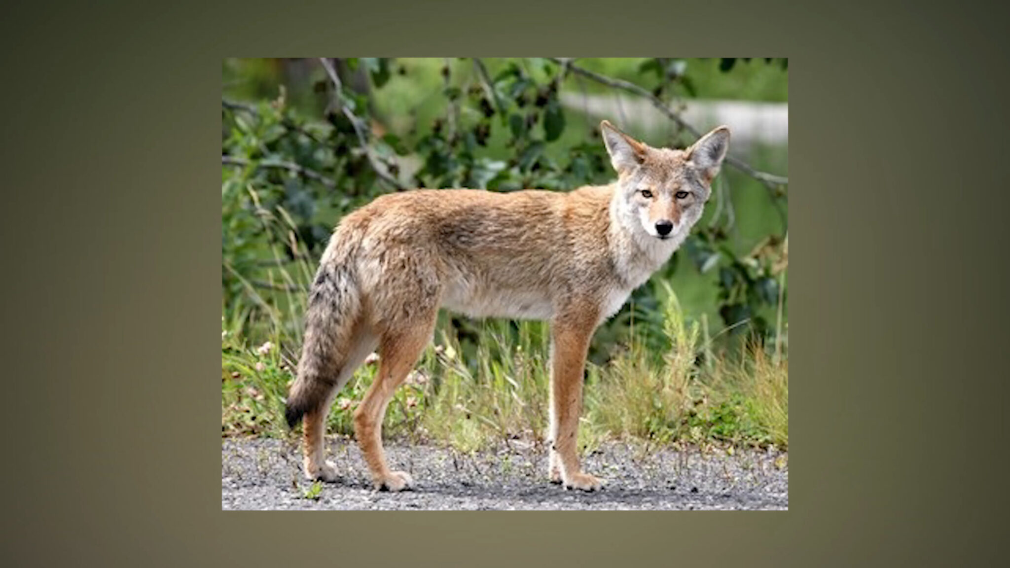 Coyote Sightings Normal for North Texas | Richardson Today