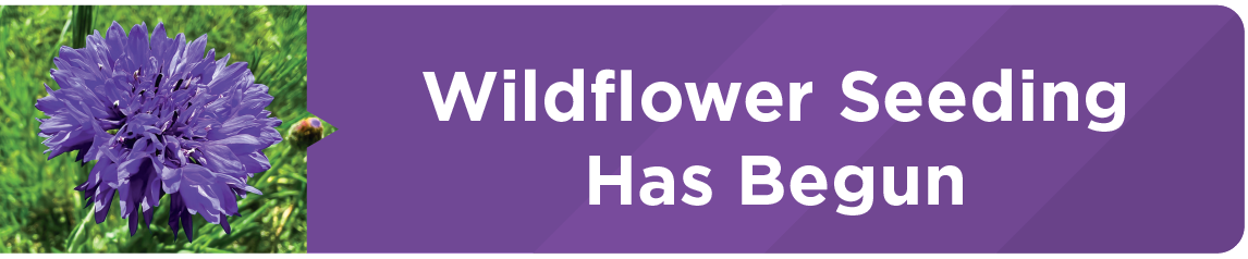 Wildflower Seeding Has Begun Richardson Today